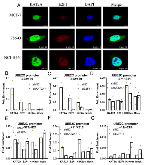 KAT2A/E2F1 Promotes Cell Proliferation and Migration via Upregulating ...