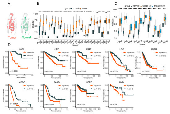 KAT2A/E2F1 Promotes Cell Proliferation and Migration via Upregulating ...