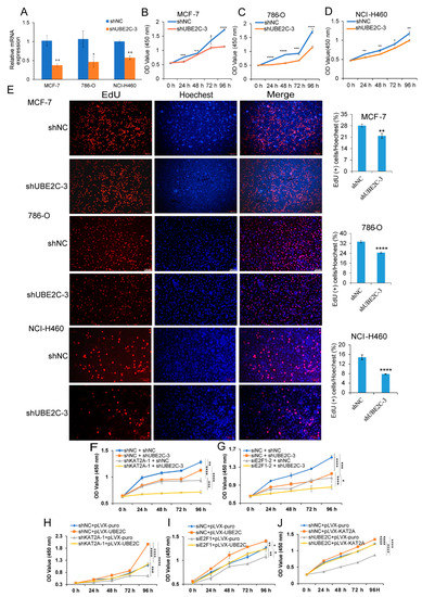 KAT2A/E2F1 Promotes Cell Proliferation and Migration via Upregulating ...