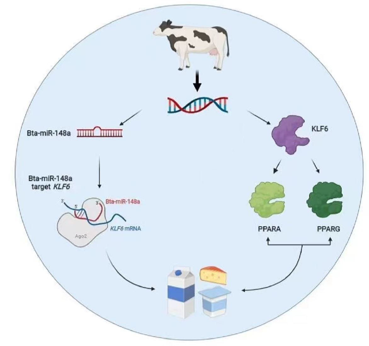 Genes | Free Full-Text | Deciphering the Key Regulatory Roles of KLF6 and Bta-miR-148a on Milk ...