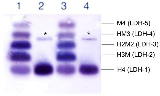 Clinical, Biochemical, and Molecular Characterization of Two Families ...
