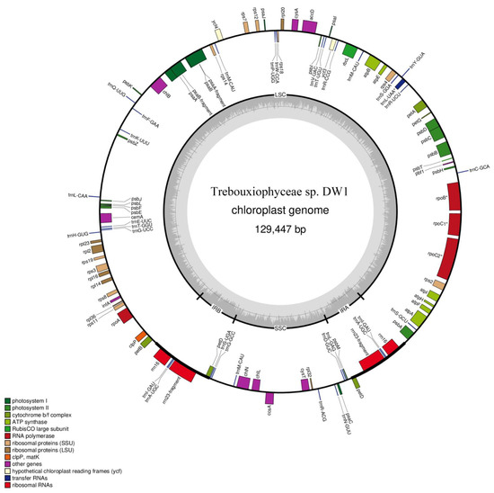 The Chloroplast Genome of the Lichen Photobiont Trebouxiophyceae sp ...