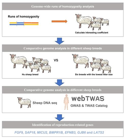 Genes | Free Full-Text | Runs of Homozygosity Revealed Reproductive ...