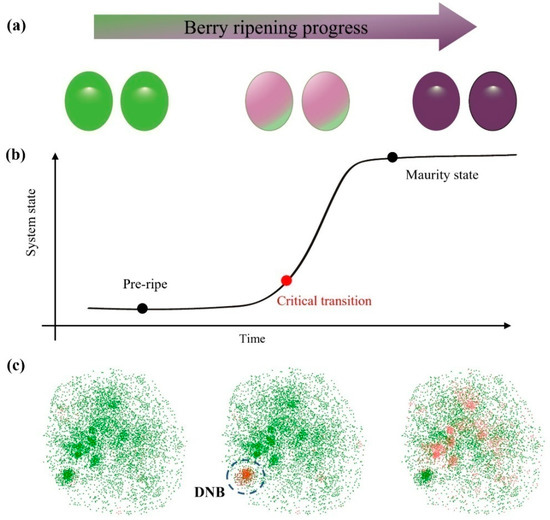Dynamic Network Biomarker Analysis Reveals the Critical Phase ...