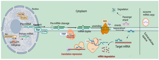 The Emerging Role of MicroRNAs and Autophagy Mechanism in Pancreatic ...