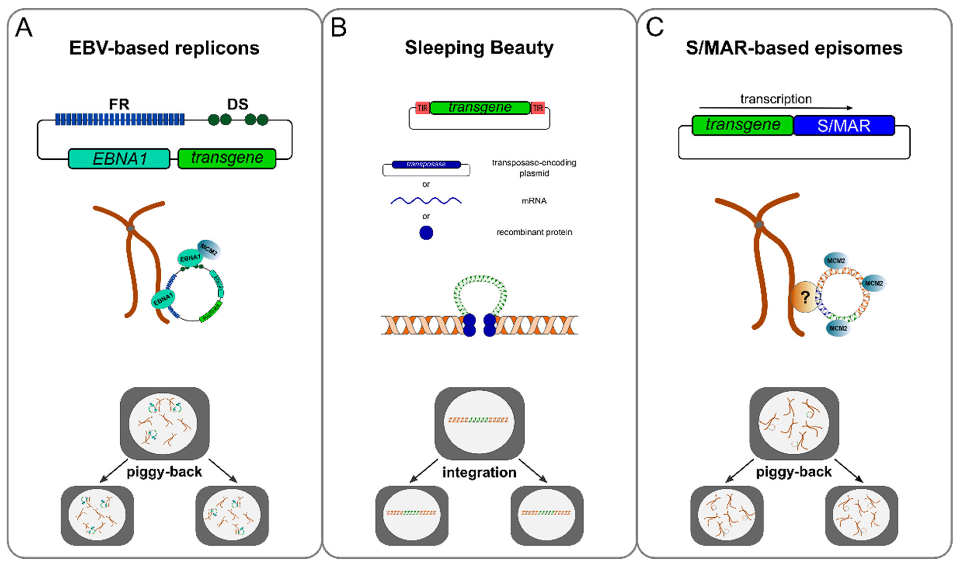 Episomes and Transposases—Utilities to Maintain Transgene Expression ...