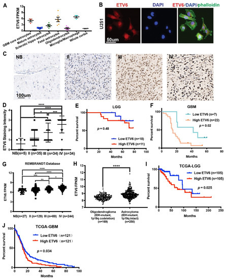 Elevated ETV6 Expression in Glioma Promotes an Aggressive In Vitro ...