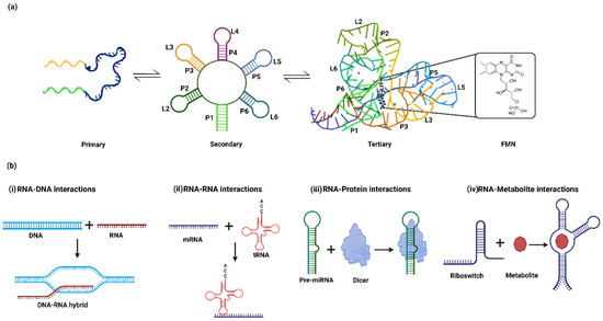 Genes | Free Full-Text | Alternative RNA Conformations: Companion or ...