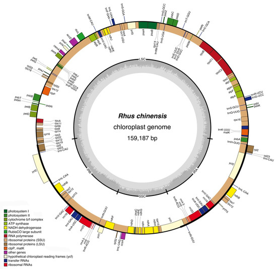 Variation among the Complete Chloroplast Genomes of the Sumac Species Rhus chinensis ...