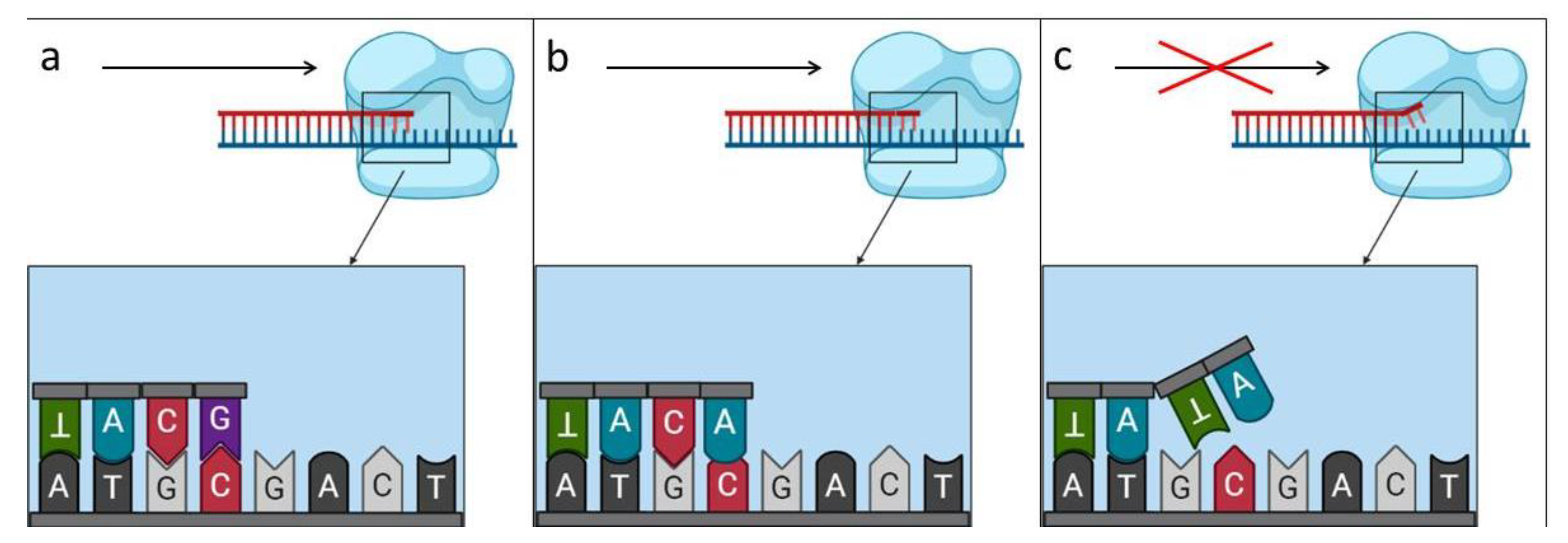 Design, Optimization and Validation of the ARMS PCR Protocol for the Rapid Diagnosis of Wilson’s ...
