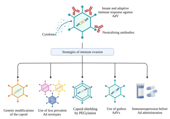 Adenoviral Vectors: Potential as Anti-HBV Vaccines and Therapeutics