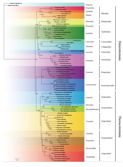 The Complete Mitochondrial Genome of Pilumnopeus Makianus (Brachyura ...