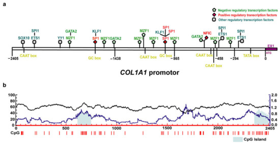 Molecular Characteristics and Promoter Analysis of Porcine COL1A1
