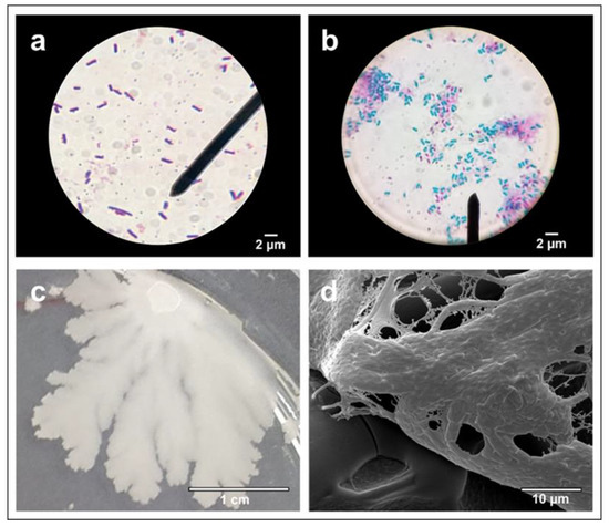 Genome Mining Reveals High Biosynthetic Potential of Biocontrol Agent ...