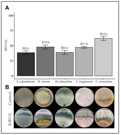 Genome Mining Reveals High Biosynthetic Potential of Biocontrol Agent Bacillus velezensis B.BV10