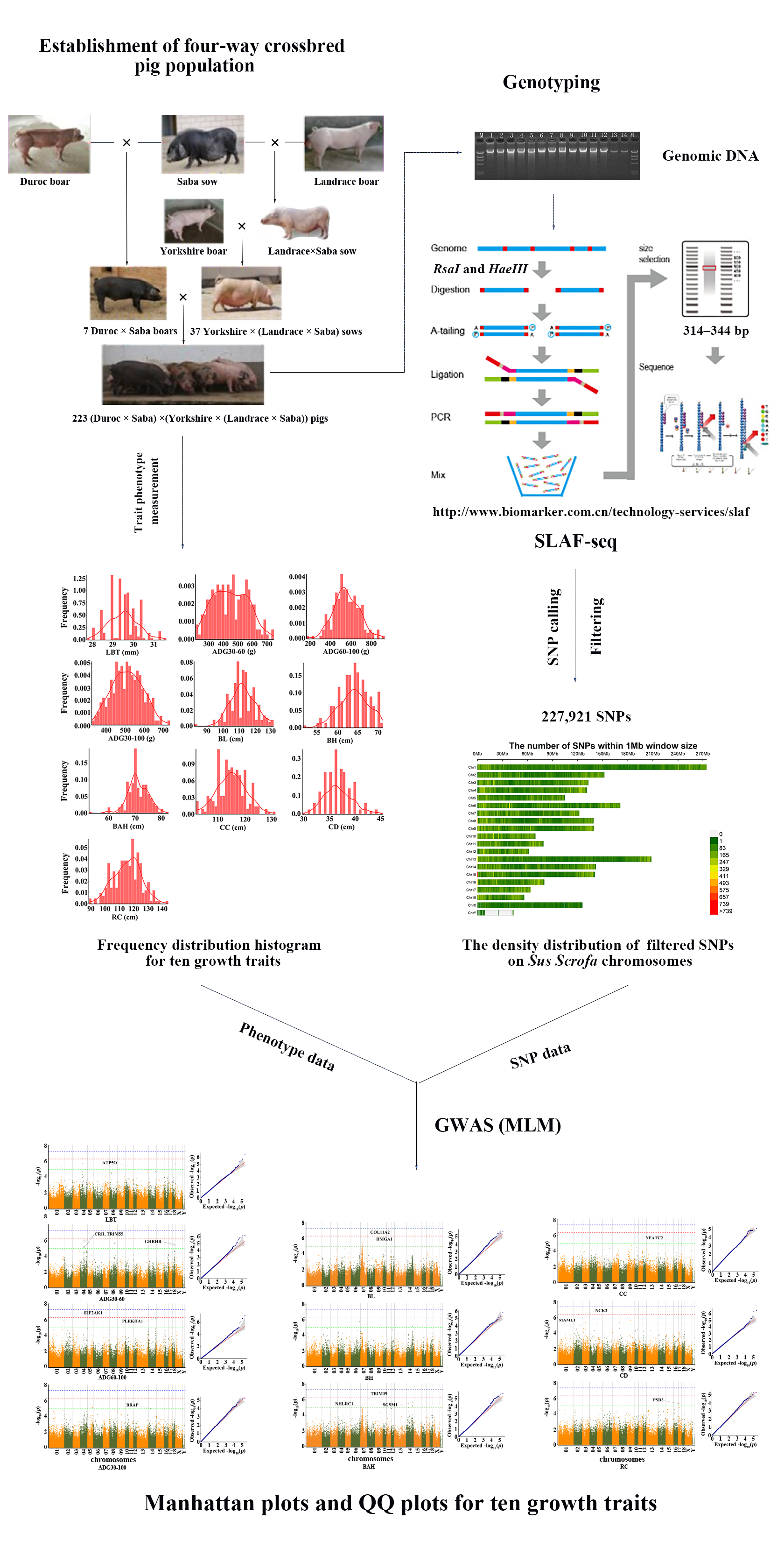 Genes | Free Full-Text | Genome-Wide Association Study of Growth Traits ...