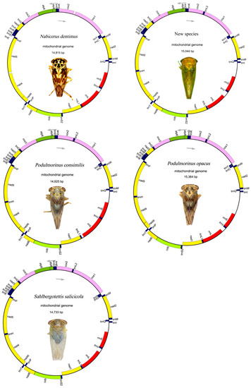 Complete Mitogenome Analysis of Five Leafhopper Species of Idiocerini (Hemiptera: Cicadellidae)