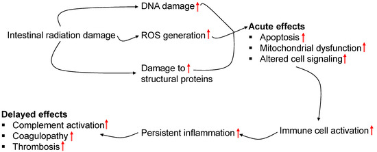 Radiation-Induced Intestinal Normal Tissue Toxicity: Implications for ...