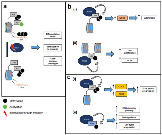 Understanding the Roles of the NSD Protein Methyltransferases in Head ...
