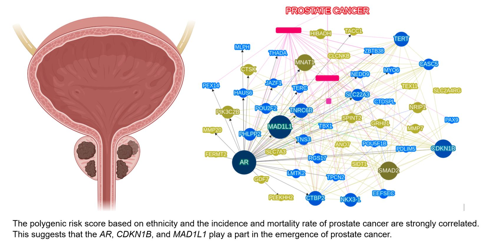 Genes | Free Full-Text | Risk Allele Frequency Analysis and Risk ...