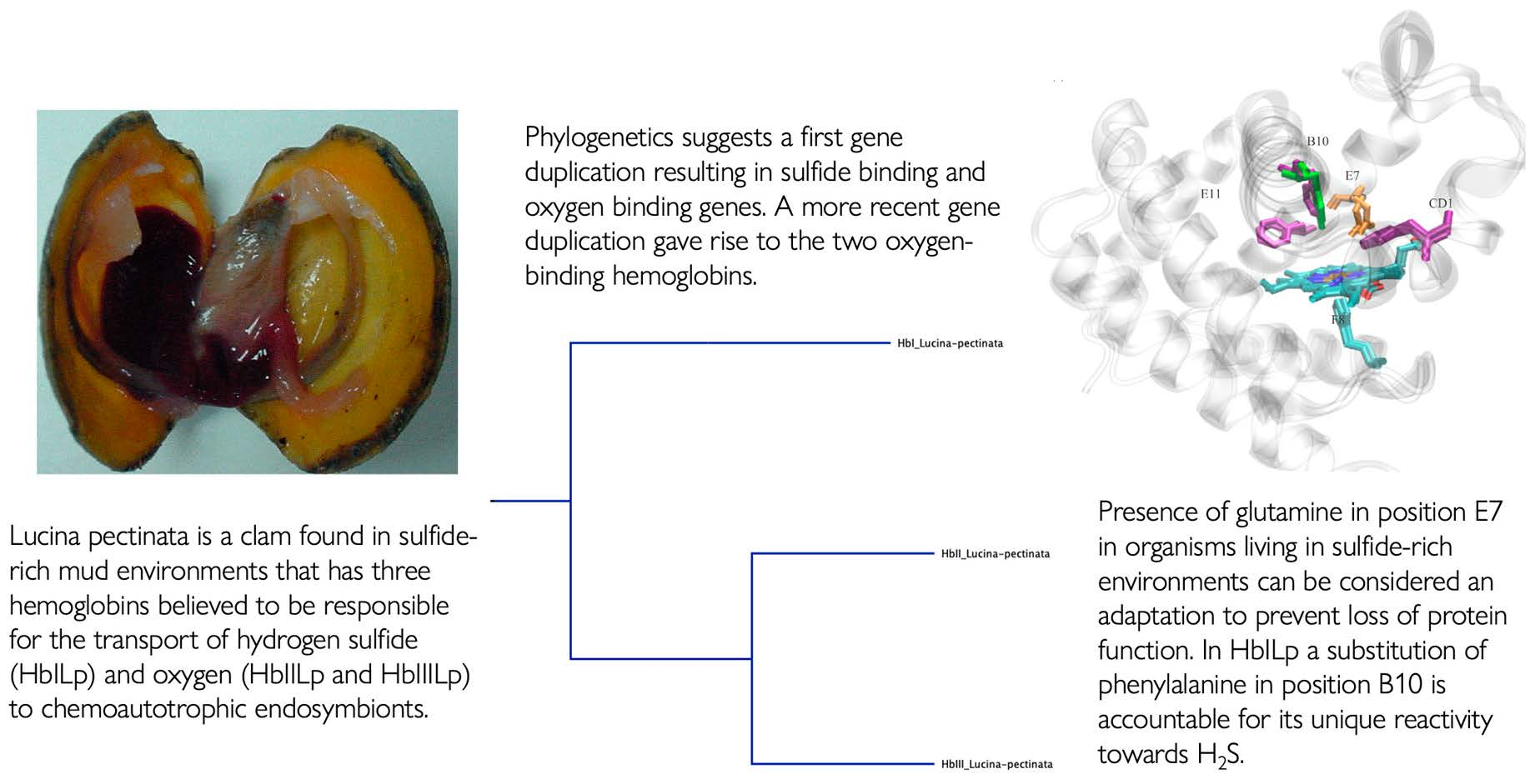 Genes | Free Full-Text | Bioinformatic Characterization and Molecular ...