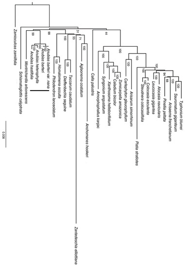 Comparative Analyses of Plastomes of Four Anubias (Araceae) Taxa ...