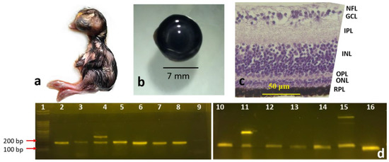 Retinal Gene Expression of Selective Genes and Histological Stages of ...