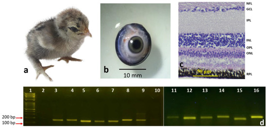 Retinal Gene Expression of Selective Genes and Histological Stages of ...