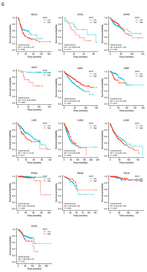 SPOP in Cancer: Phenomena, Mechanisms and Its Role in Therapeutic ...