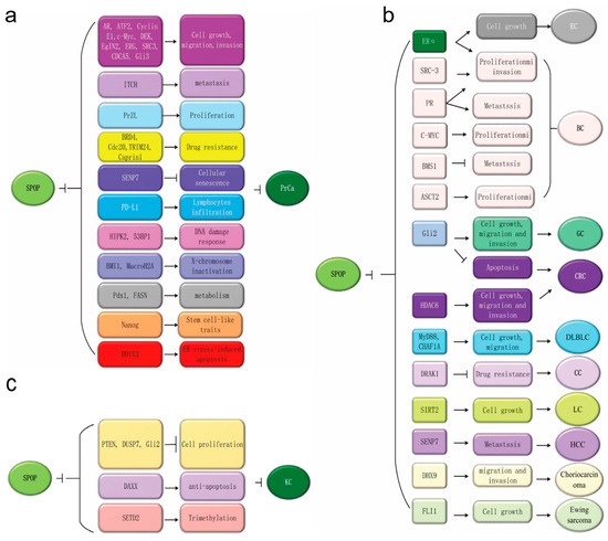 SPOP in Cancer: Phenomena, Mechanisms and Its Role in Therapeutic ...