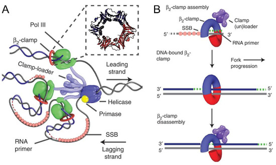 From Processivity to Genome Maintenance: The Many Roles of Sliding Clamps
