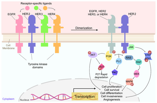 Genes | Free Full-Text | Antibody-Drug Conjugates for the Treatment of ...