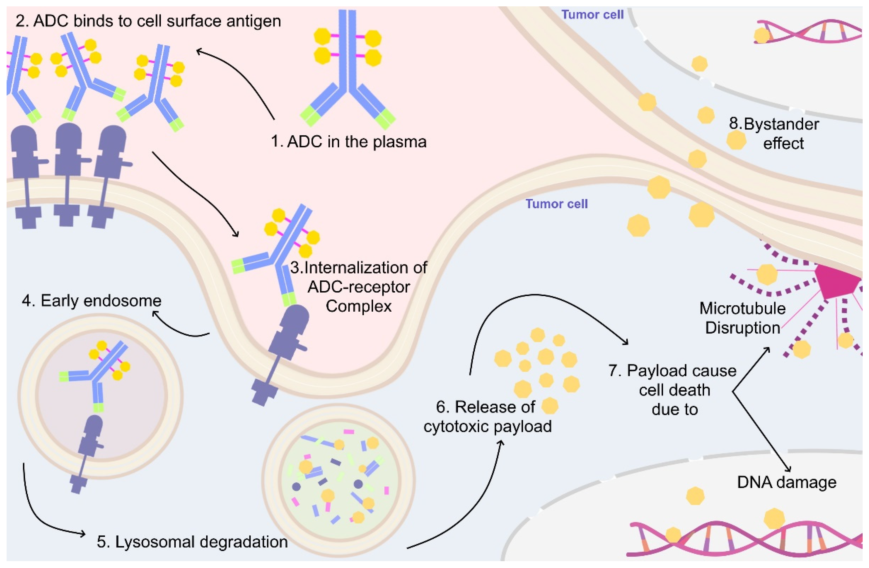 Antibody-Drug Conjugates for the Treatment of HER2-Positive Breast Cancer