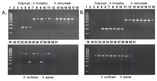 Owl Monkey Alu Insertion Polymorphisms and Aotus Phylogenetics