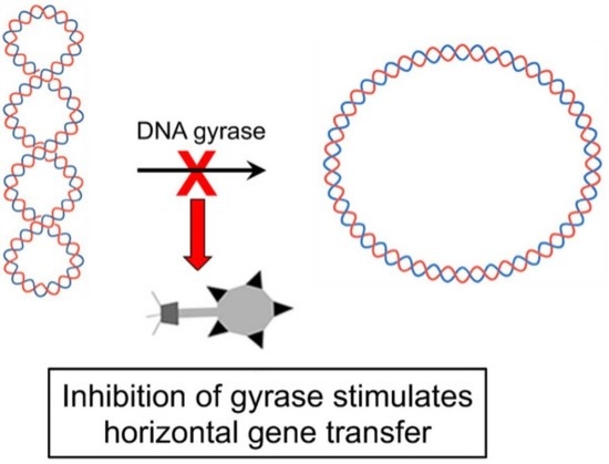 Genes | Free Full-Text | DNA Gyrase Inhibitors Increase the Frequency ...
