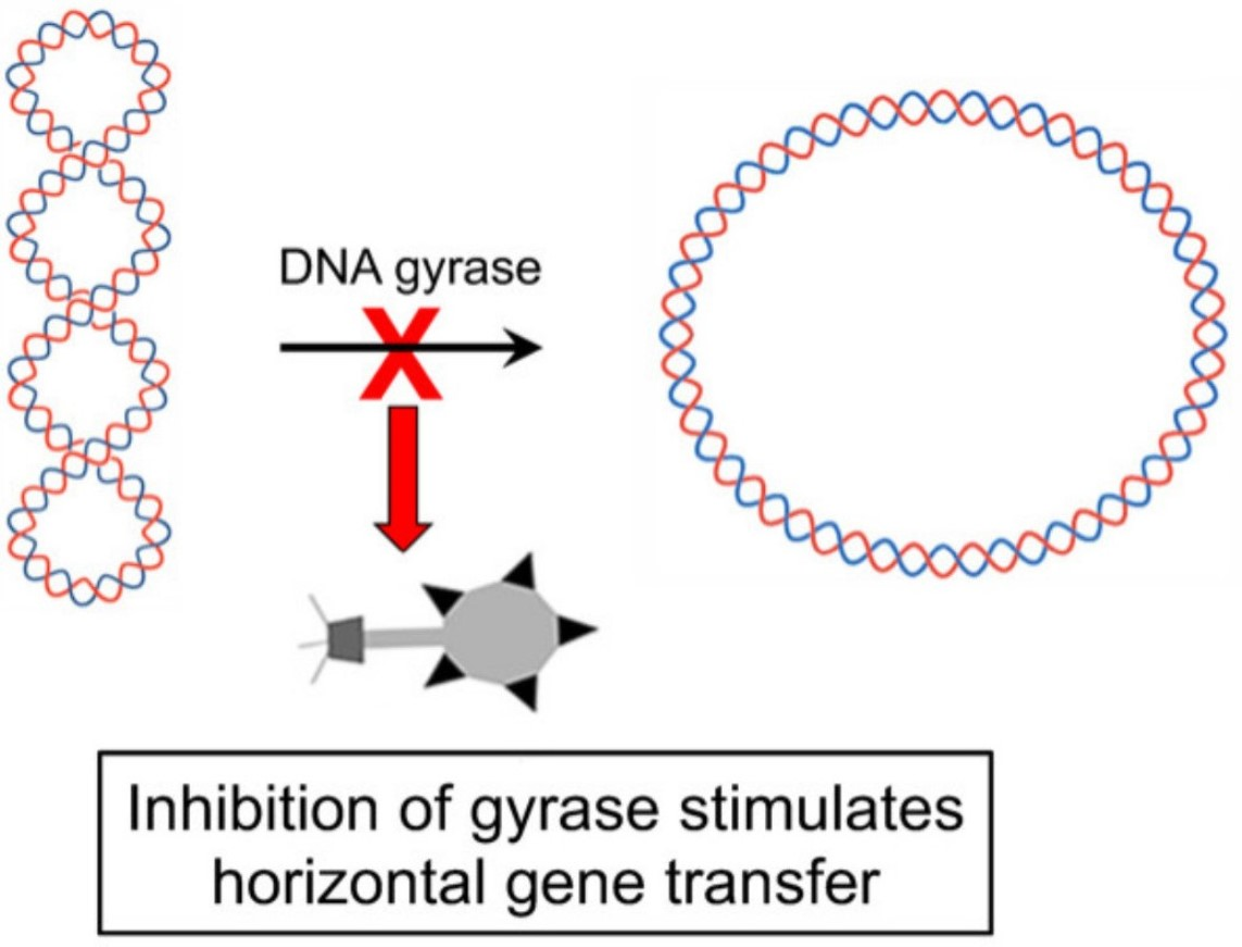 Genes | Free Full-Text | DNA Gyrase Inhibitors Increase the Frequency ...