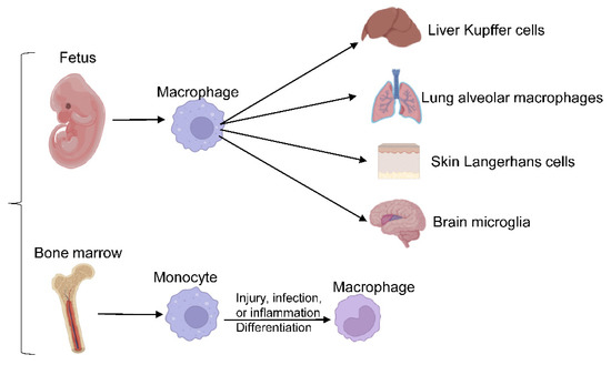 Macrophages at the Crossroad of Meta-Inflammation and Inflammaging