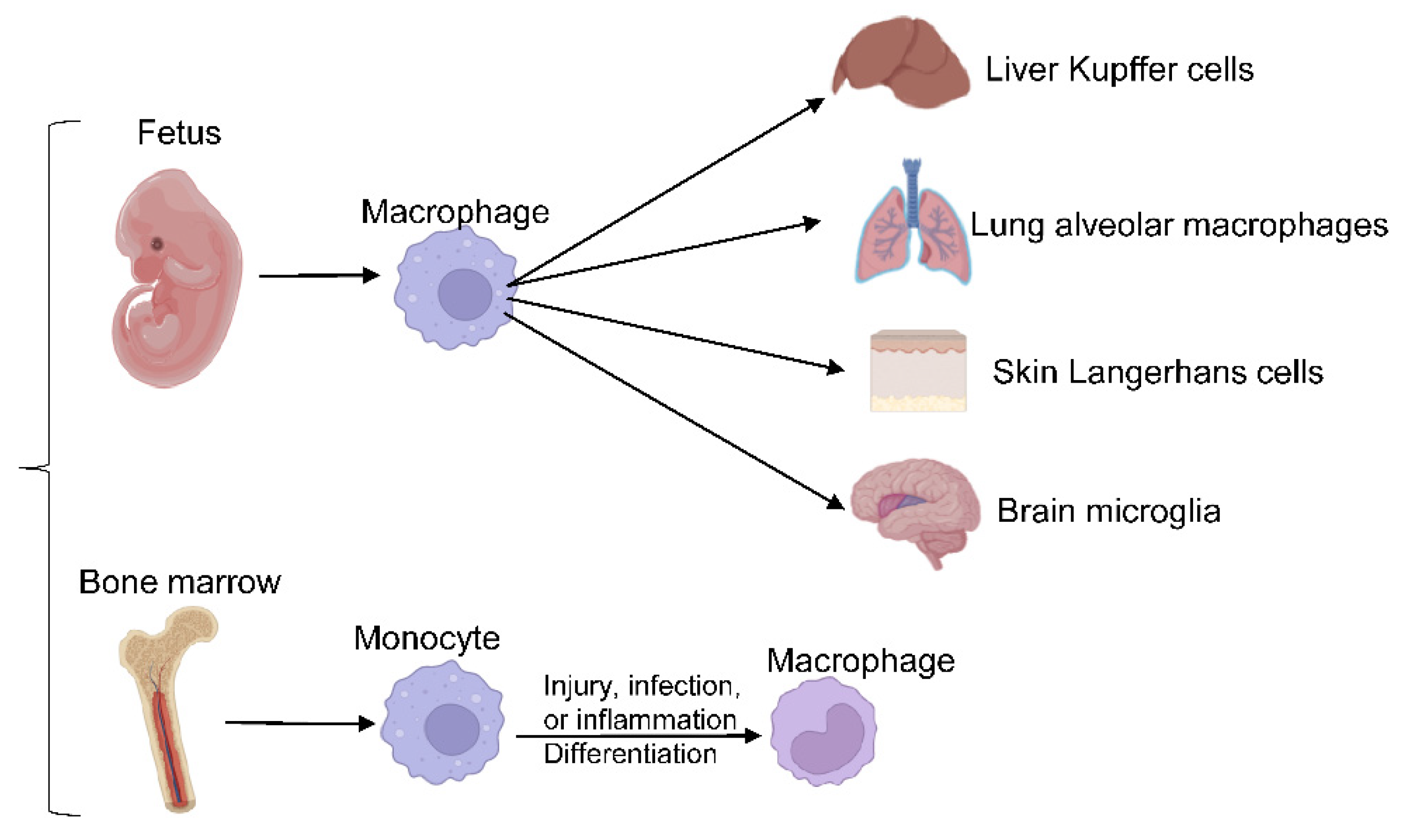 Macrophages at the Crossroad of Meta-Inflammation and Inflammaging