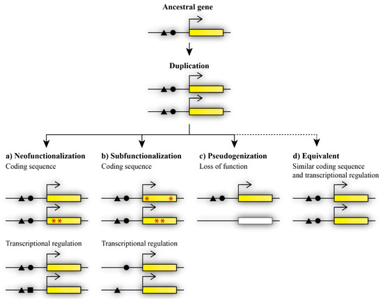 Paralogous Genes Involved in Embryonic Development: Lessons from the ...