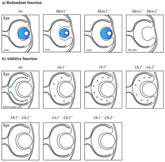 Paralogous Genes Involved in Embryonic Development: Lessons from the ...
