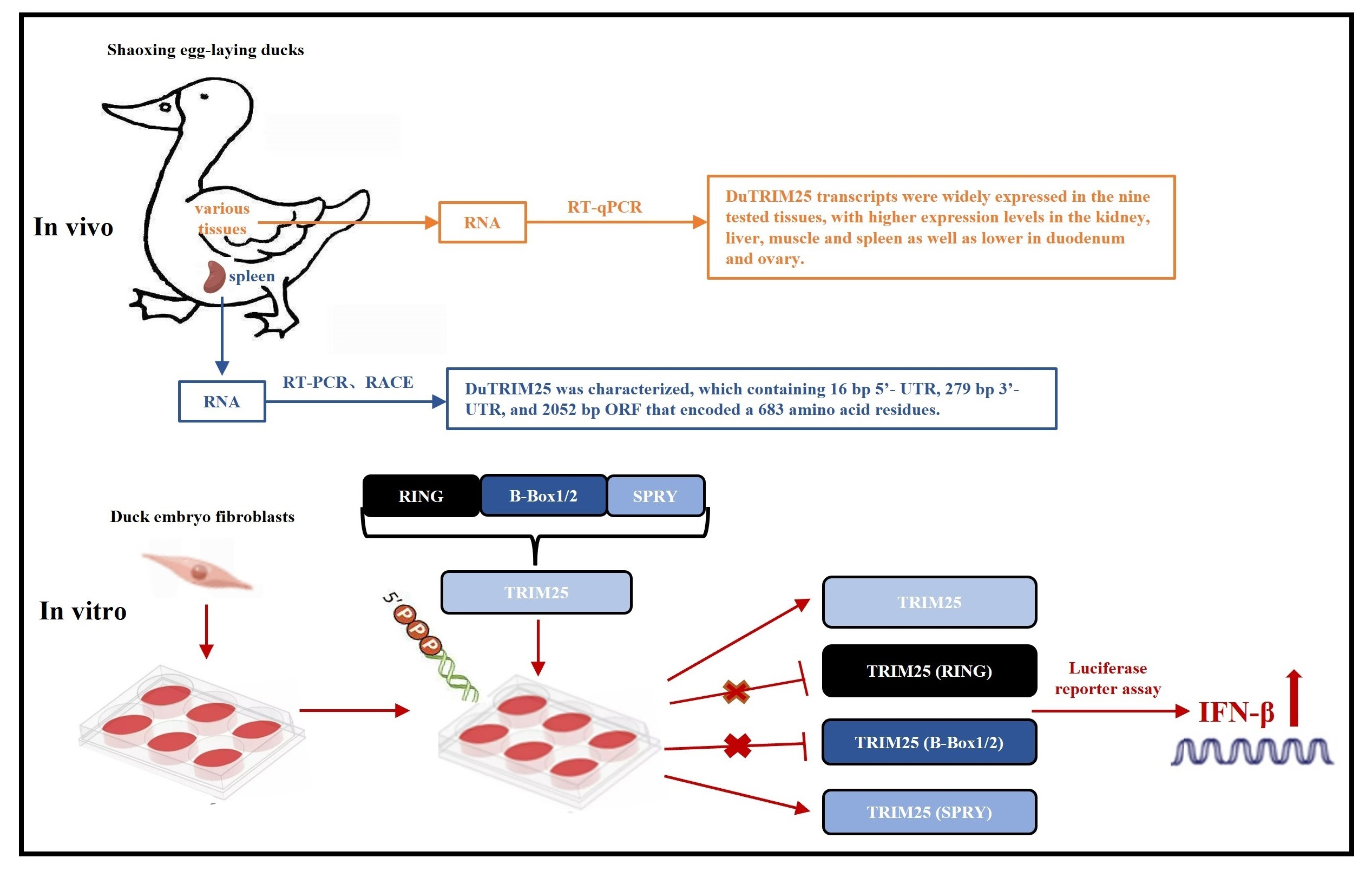 Genes | Free Full-Text | The TRIM25 Gene in Ducks: Cloning ...