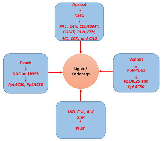 Mechanism of Stone (Hardened Endocarp) Formation in Fruits: An Attempt ...
