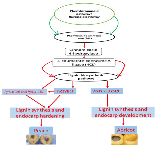 Mechanism of Stone (Hardened Endocarp) Formation in Fruits: An Attempt ...