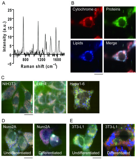 Recent Advances in Raman Spectral Imaging in Cell Diagnosis and Gene ...