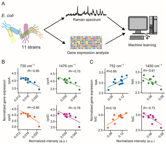 Recent Advances in Raman Spectral Imaging in Cell Diagnosis and Gene ...