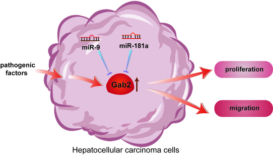 Genes | Free Full-Text | miR-9 and miR-181a Target Gab2 to Inhibit the ...