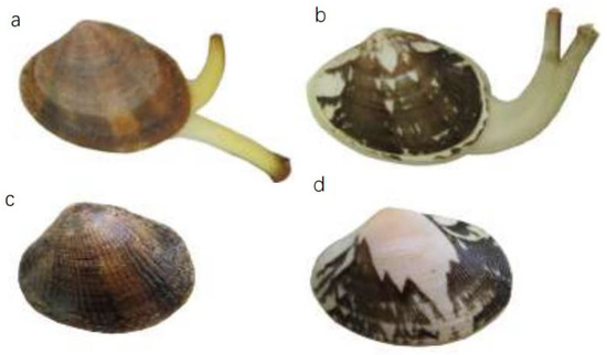 Full Mitochondrial Genomes Reveal Species Differences between the ...