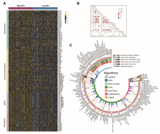Identification and Validation of UPF1 as a Novel Prognostic Biomarker ...
