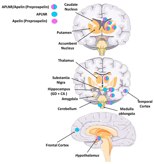 Genes | Free Full-Text | Distribution, Function, and Expression of the ...