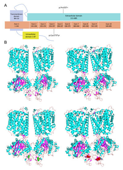 Clinical Characteristics and In Silico Analysis of Cystinuria Caused by ...